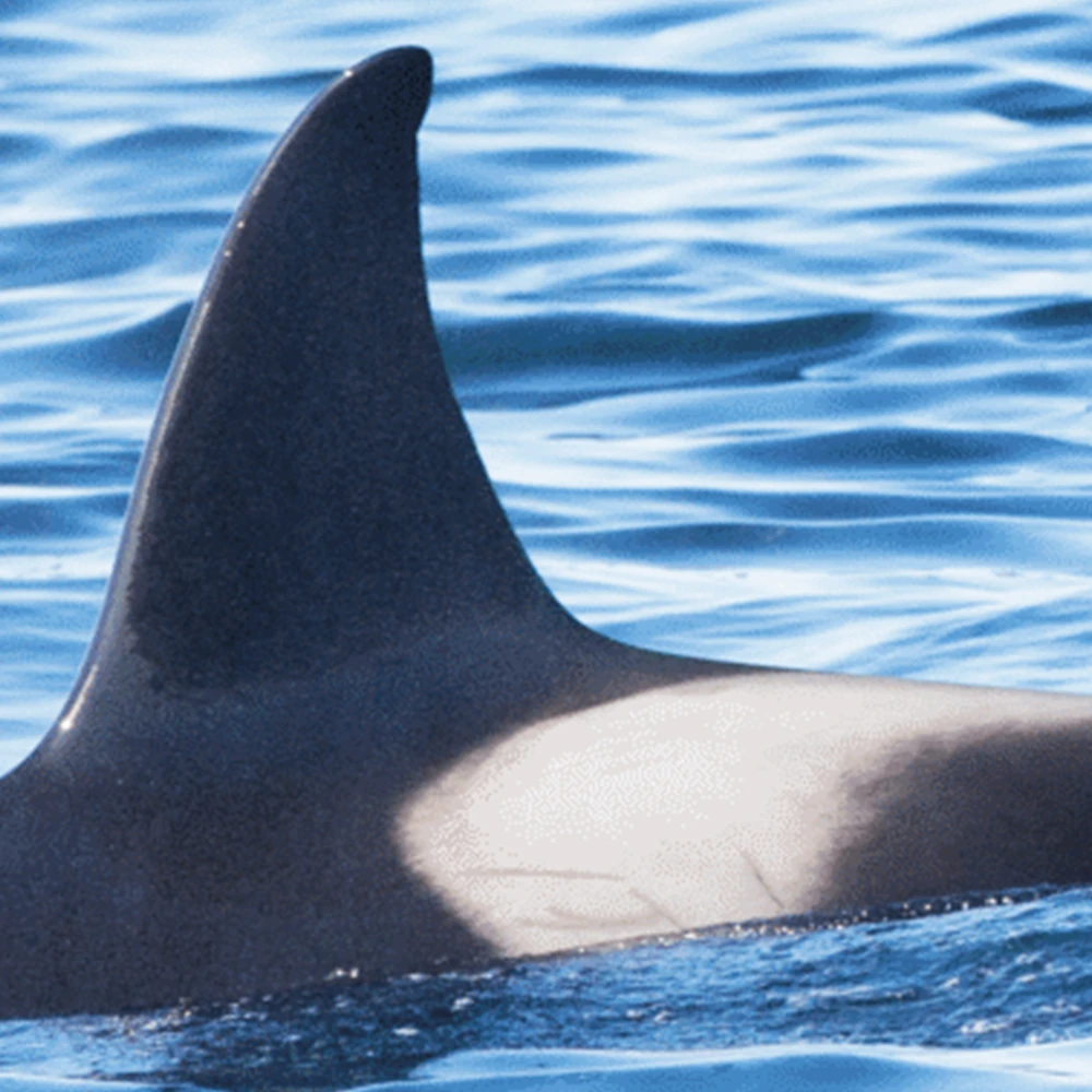 NKW-0740 | Killer Whale Wiki | Fandom