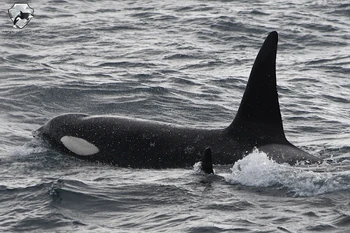 SN293 Yngvi | Killer Whale Wiki | Fandom
