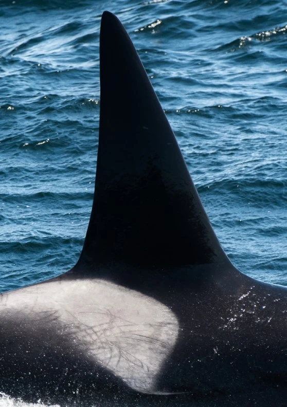 CA140C Ben | Killer Whale Wiki | Fandom