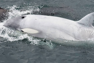 Albino Orca Chimo