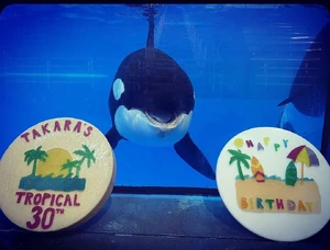 Photos of Takara | Killer Whale Wiki | Fandom