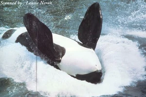 Photos of Hugo | Killer Whale Wiki | Fandom