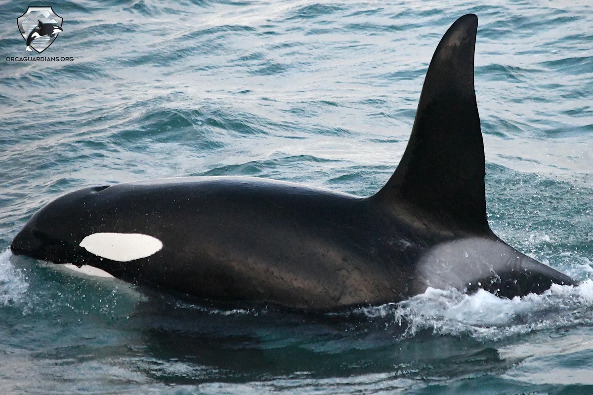 SN051 Blackjack | Killer Whale Wiki | Fandom