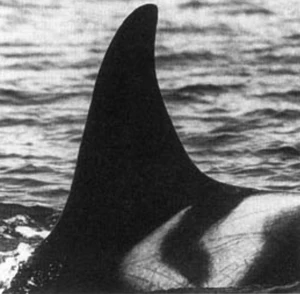 Photos of K18 Kiska | Killer Whale Wiki | Fandom