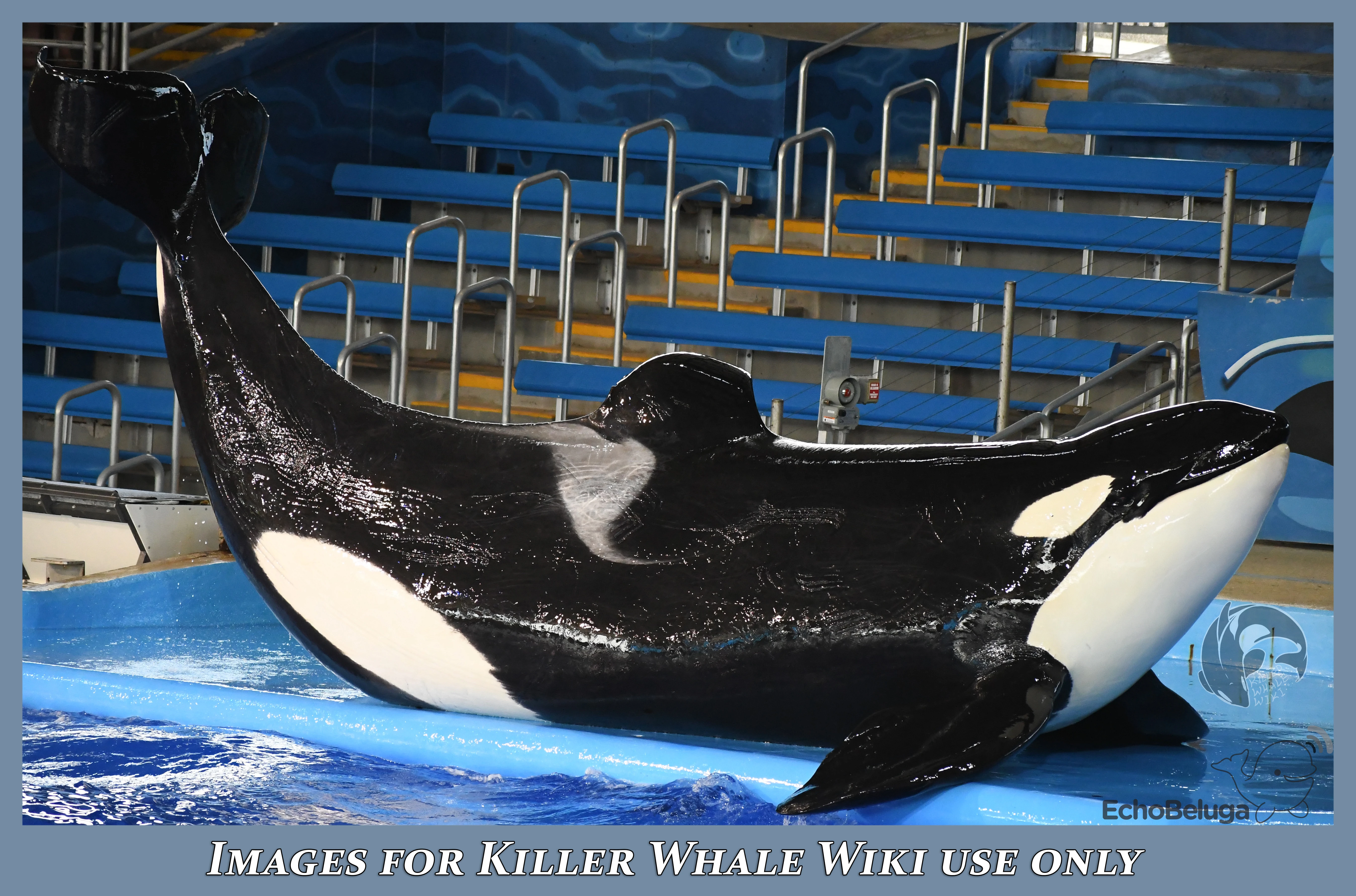 Tuar | Killer Whale Wiki | Fandom