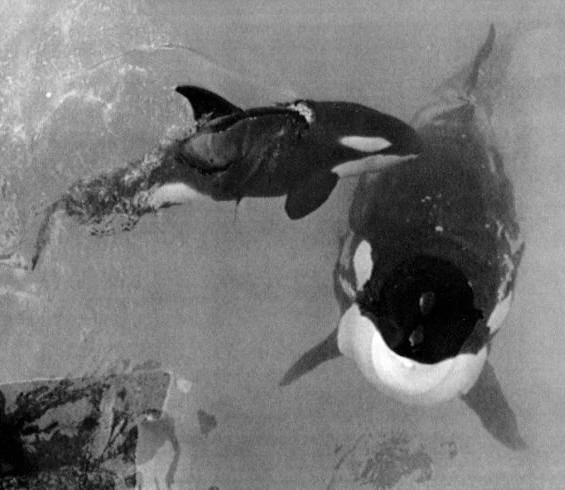 Kenau's Calf (1986) | Killer Whale Wiki | Fandom
