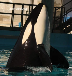 Photos of Takara | Killer Whale Wiki | Fandom