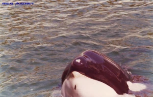 Photos of Hugo | Killer Whale Wiki | Fandom