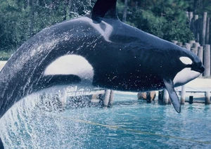 Photos of Ramu | Killer Whale Wiki | Fandom