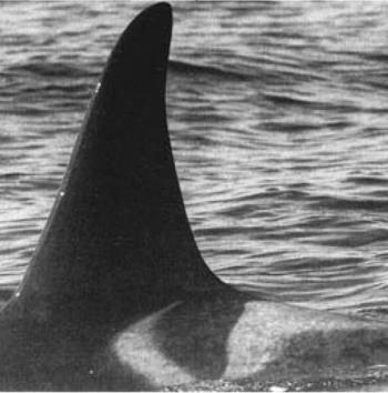L71 Hugo | Killer Whale Wiki | Fandom