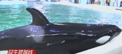 Photos of Nukka | Killer Whale Wiki | Fandom