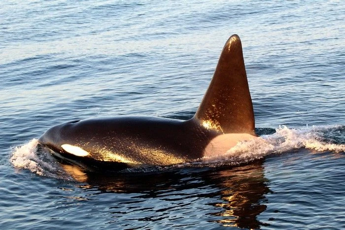 CA171B Fatfin | Killer Whale Wiki | Fandom