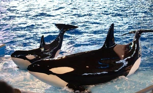 Photos of Takara | Killer Whale Wiki | Fandom