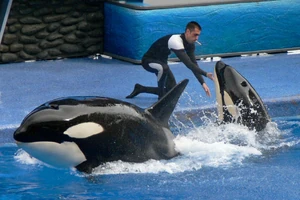 Photos of Trua | Killer Whale Wiki | Fandom