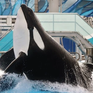 Photos of Tilikum | Killer Whale Wiki | Fandom