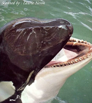 Photos of Hugo | Killer Whale Wiki | Fandom