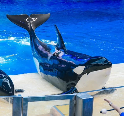 Photos of Chad | Killer Whale Wiki | Fandom