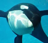 Orkid | Killer Whale Wiki | Fandom