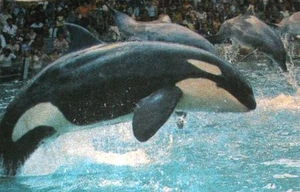 Photos of Kandu II | Killer Whale Wiki | Fandom