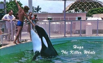 Photos of Hugo | Killer Whale Wiki | Fandom