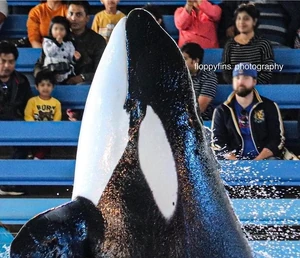 Photos of Takara | Killer Whale Wiki | Fandom