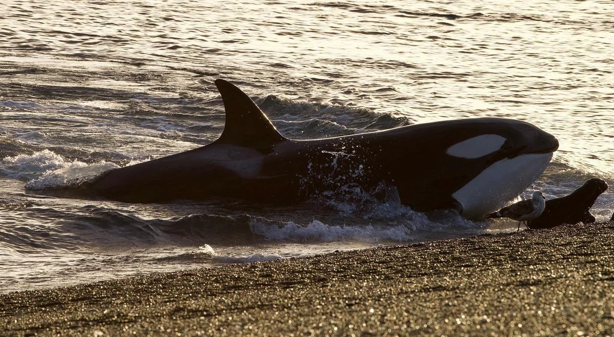 PTN-018 Shekei | Killer Whale Wiki | Fandom