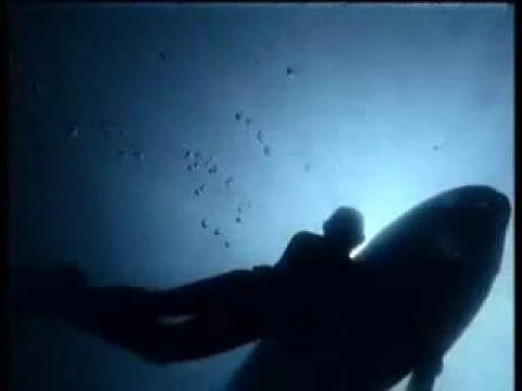 Videos of Chimo | Killer Whale Wiki | Fandom