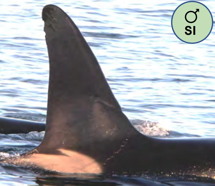 NZ146 Pac-Man | Killer Whale Wiki | Fandom