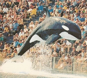 Photos of Shamu | Killer Whale Wiki | Fandom