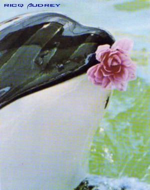 Photos of Hugo | Killer Whale Wiki | Fandom