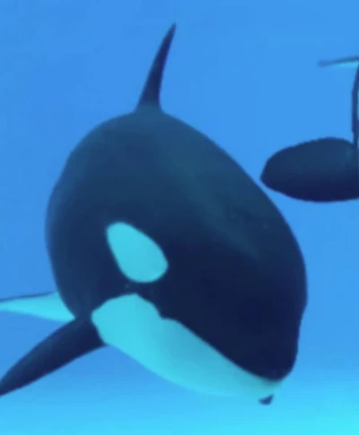 Photos of Kaixin | Killer Whale Wiki | Fandom