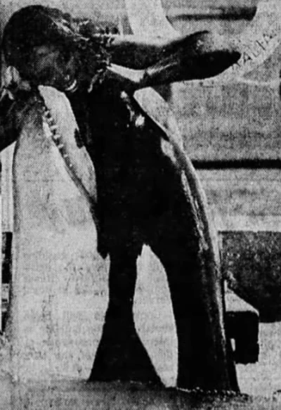 Photos of Ramu IV | Killer Whale Wiki | Fandom