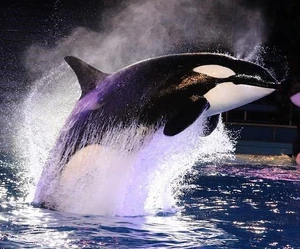 Photos of Takara | Killer Whale Wiki | Fandom