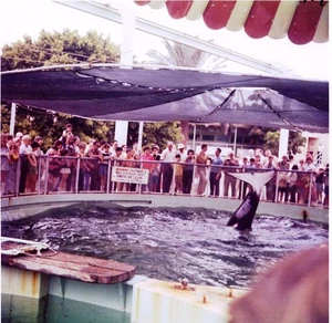 Photos of Hugo | Killer Whale Wiki | Fandom