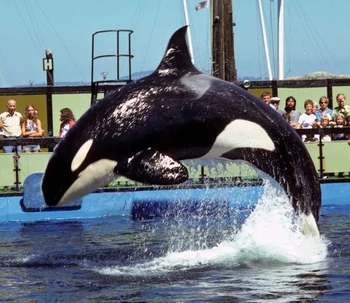 Haida | Killer Whale Wiki | Fandom