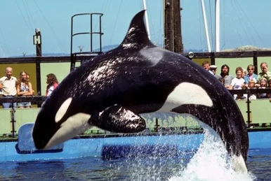 Albino Killer Whale Chimo