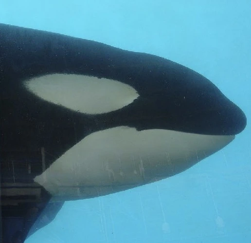 Kim II | Killer Whale Wiki | Fandom