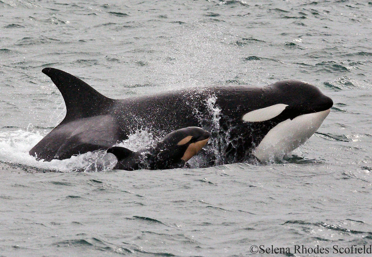 Transient Killer Whales | Killer Whale Wiki | Fandom