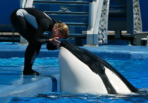 Photos of Tilikum | Killer Whale Wiki | Fandom
