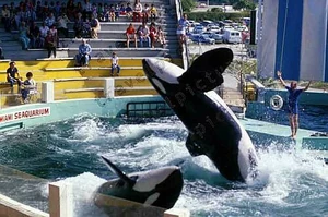 Photos of Hugo | Killer Whale Wiki | Fandom