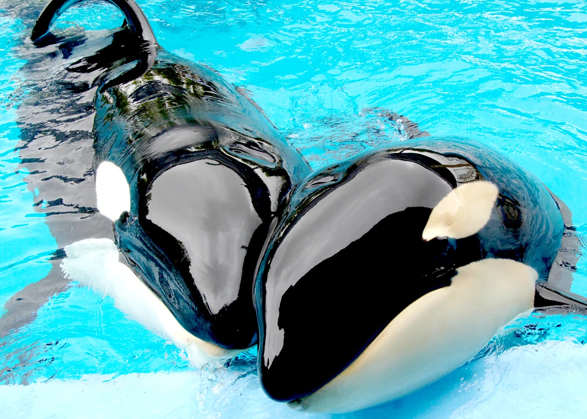 Halyn | Killer Whale Wiki | Fandom