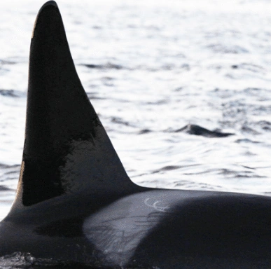 NKW-0561 Blue | Killer Whale Wiki | Fandom