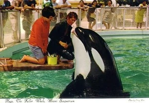 Photos of Hugo | Killer Whale Wiki | Fandom