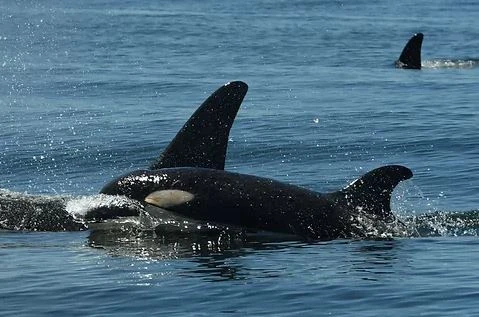 L127 Scuba | Killer Whale Wiki | Fandom