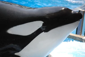 Photos of Tilikum | Killer Whale Wiki | Fandom