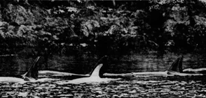 Photos of Chimo | Killer Whale Wiki | Fandom