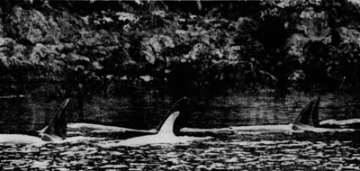 Photos of Chimo | Killer Whale Wiki | Fandom