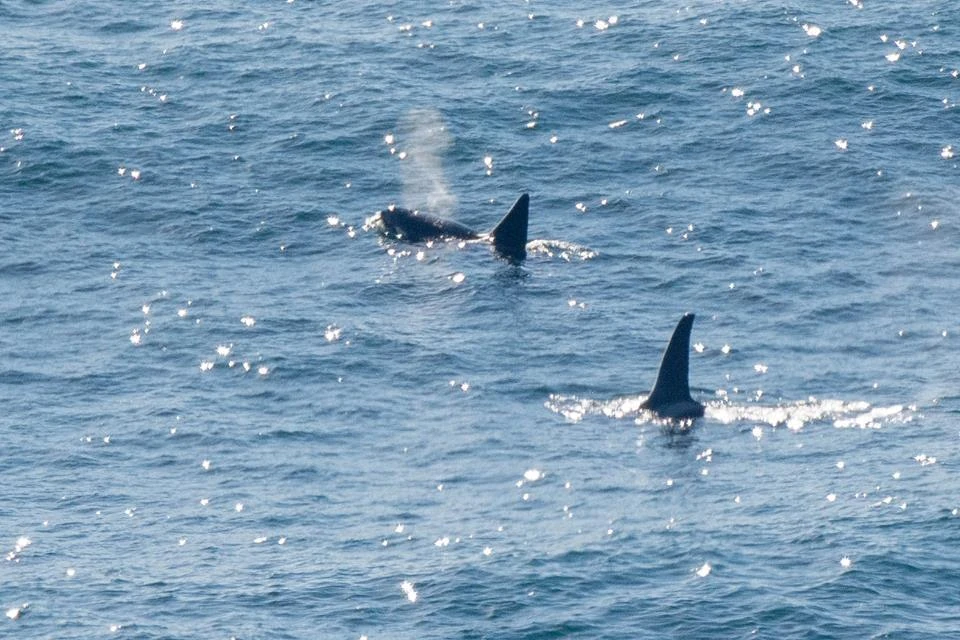 Photos of CA165 Lonesome George | Killer Whale Wiki | Fandom