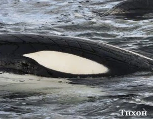 Tihon | Killer Whale Wiki | Fandom