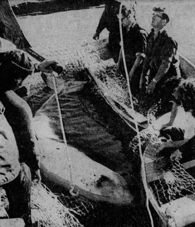 Photos of Chimo | Killer Whale Wiki | Fandom